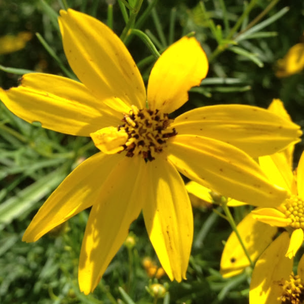 Threadleaf coreopsis | Project Noah