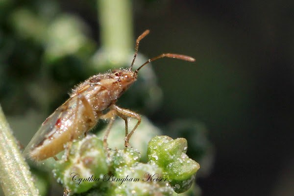 Hyaline Grass Bug | Project Noah