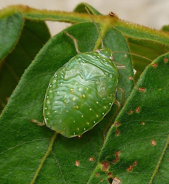 Green Stink Bug Nymph | Project Noah