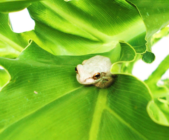Squirrel Tree Frog | Project Noah