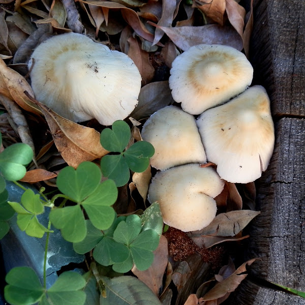 Pale Brittlestem | Project Noah