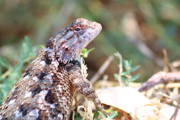 Lagarto Espinoso, Spiny Lizard | Project Noah