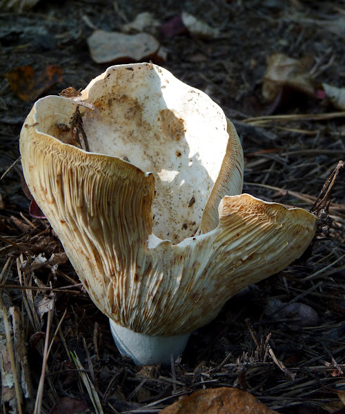 Short-stalked White Russula | Project Noah