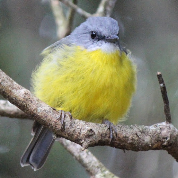 Eastern Yellow Robins | Project Noah