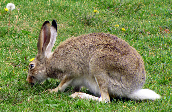 White-Tailed Jackrabbit | Project Noah