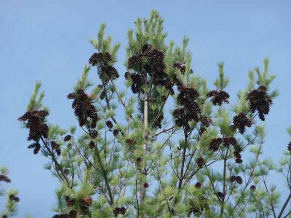 white pine | Project Noah