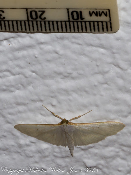 Olive Tree Pearl Moth | Project Noah