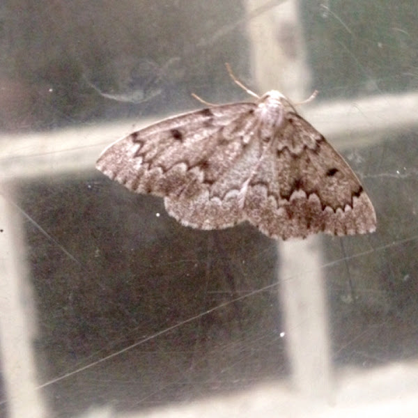 False Hemlock Looper | Project Noah