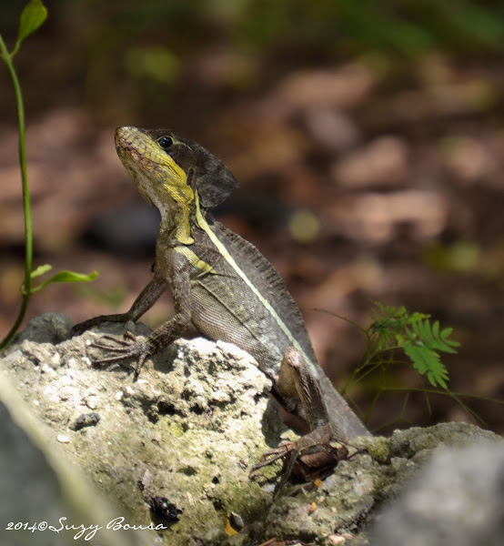 Brown Basilisk | Project Noah