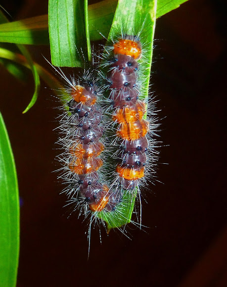 Saga of the Flag Moth - Part 3 | Project Noah