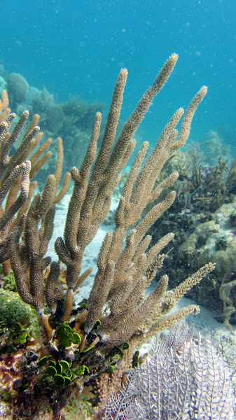 Spiny Sea Fan | Project Noah