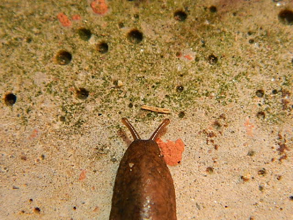 Pancake Slug | Project Noah