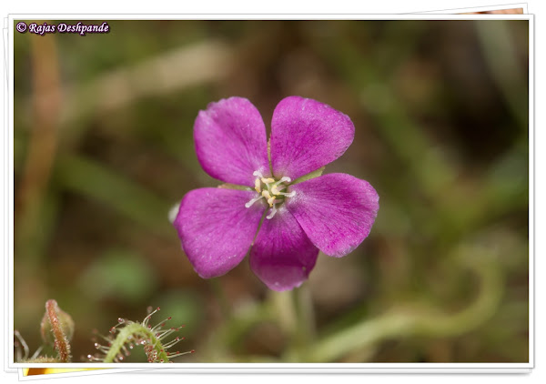 Indian Sundew | Project Noah
