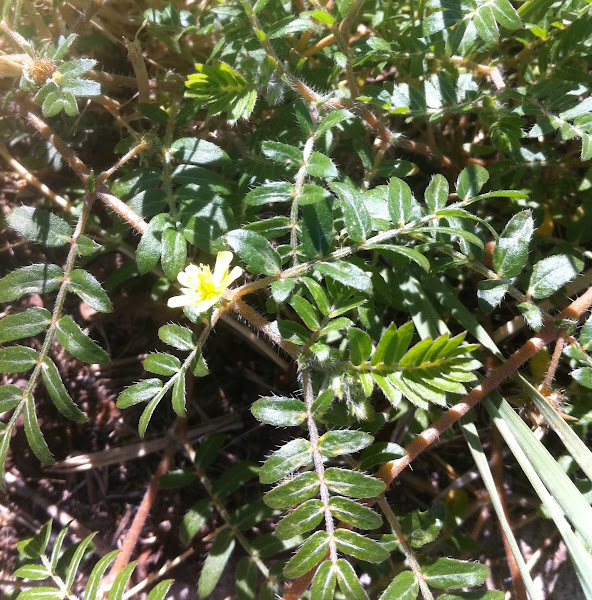 Puncture vine | Project Noah