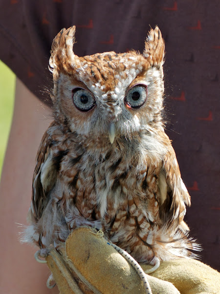 Eastern Screech-Owl (female) | Project Noah