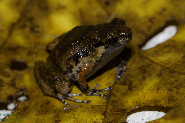 Dull Frog | Project Noah