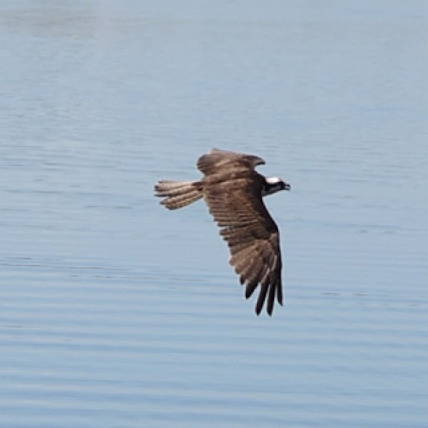 Osprey | Project Noah