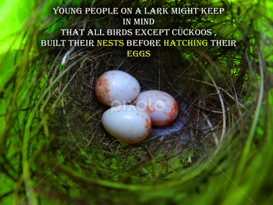 Bird Nest Quotes