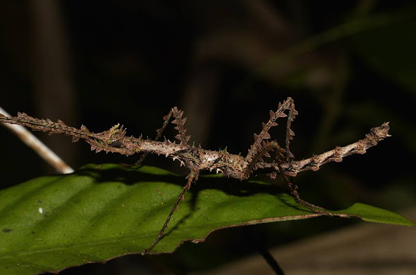 Spiny Mossy Stick Insect - Male & Female | Project Noah