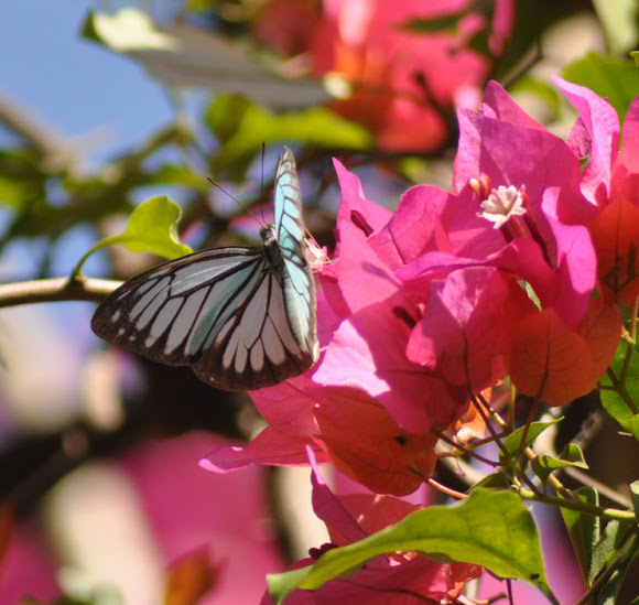 Common Wanderer Butterfly | Project Noah