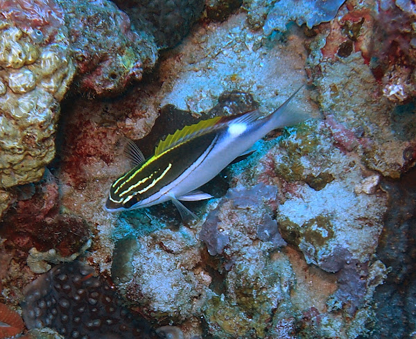 Two-line Monocle Bream | Project Noah