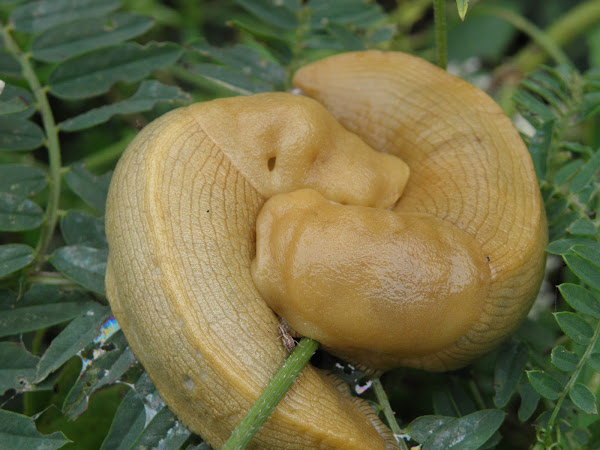 banana slugs:mating | Project Noah