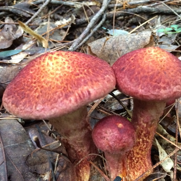 Painted bolete | Project Noah