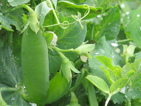 Pisum Sativum | Project Noah