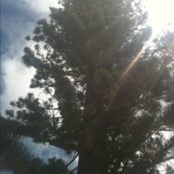 Cook pine | Project Noah