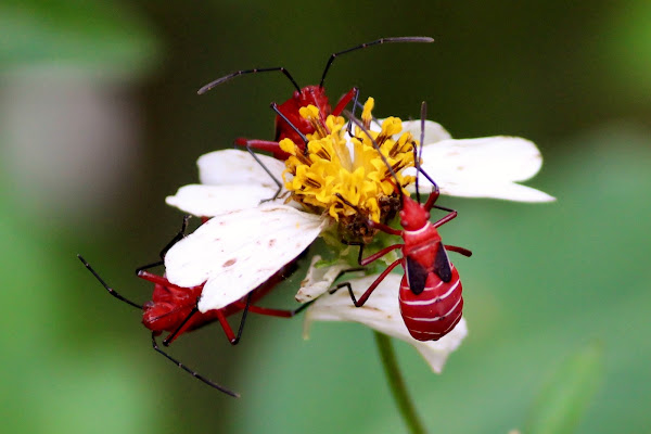 Cotton Stainers | Project Noah