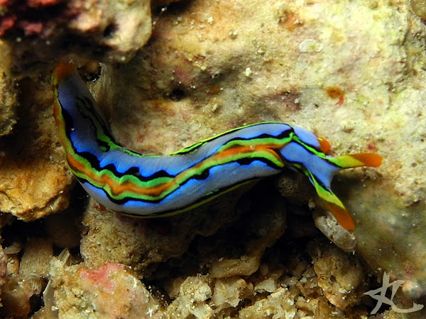 Thuridilla lineolata | Project Noah