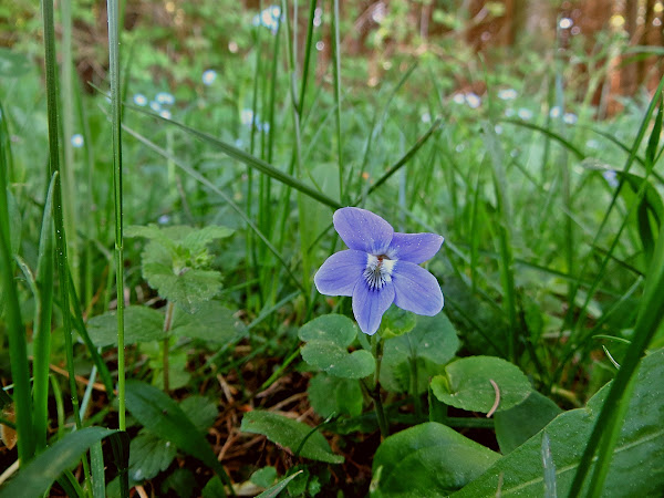 Wood violet/Dišeča vijolica | Project Noah