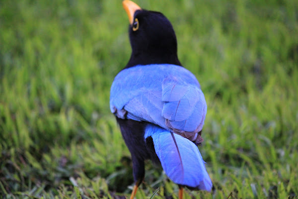 Yucatan Jay | Project Noah