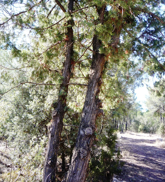 Savin. Sabina | Project Noah