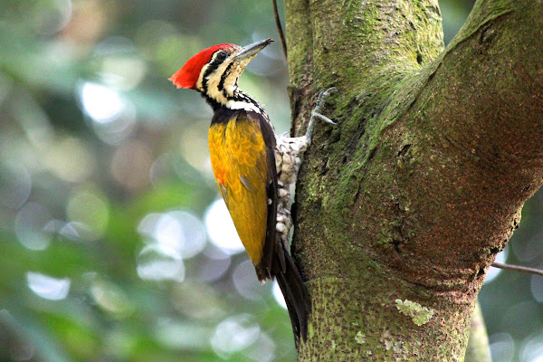 common flameback woodpecker | Project Noah