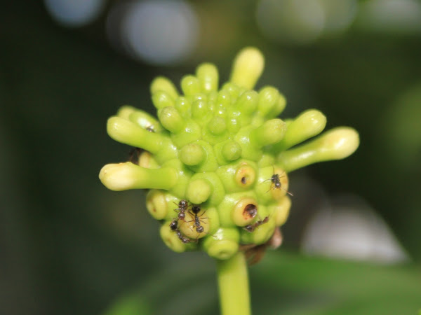 Noni (from flower to ripe fruit) | Project Noah