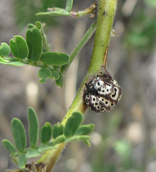 scale insect | Project Noah