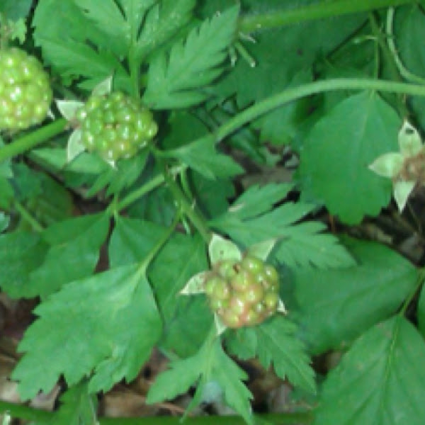 Southern Dewberry | Project Noah