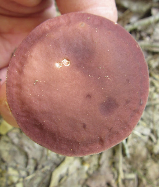 Bolete | Project Noah