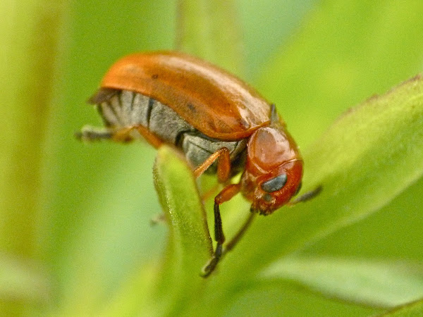 Clay-colored leaf beetle | Project Noah