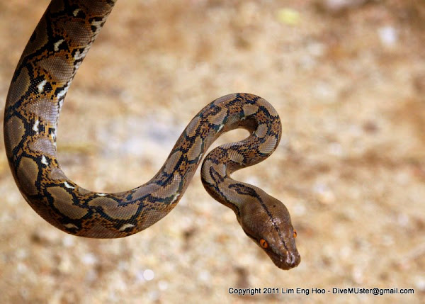 Reticulated Python | Project Noah