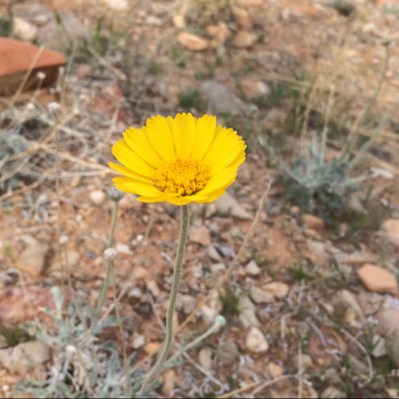 Desert Marigold | Project Noah