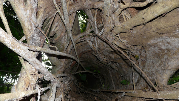 Strangler fig | Project Noah