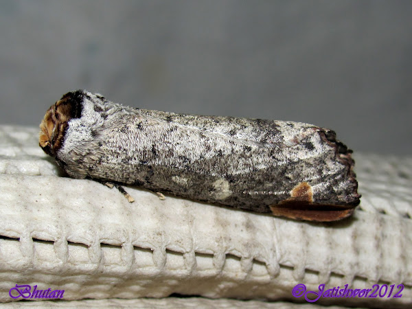 Notodontidae | Project Noah