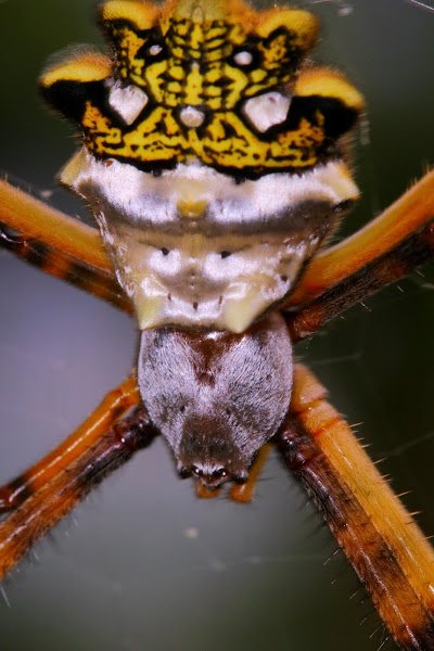 Silver garden spider | Project Noah