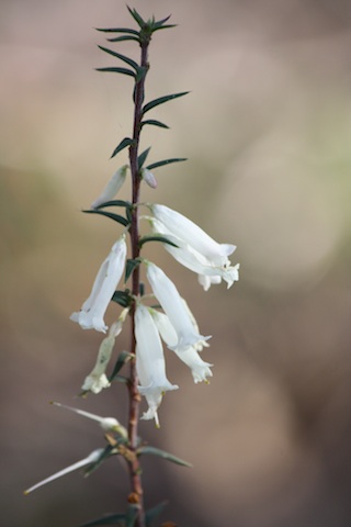 Common Heath | Project Noah