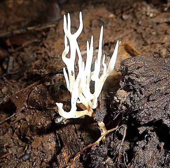 Hongo | Project Noah