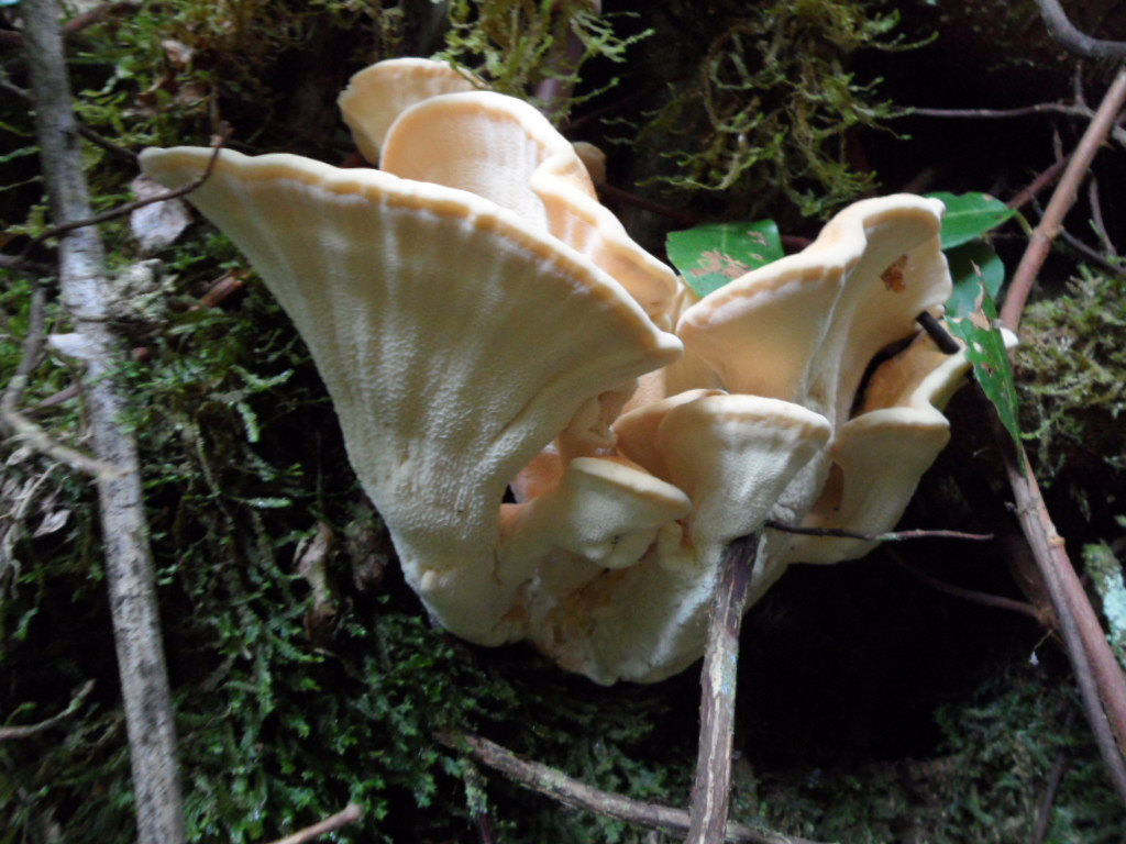 Spotting | Project Noah