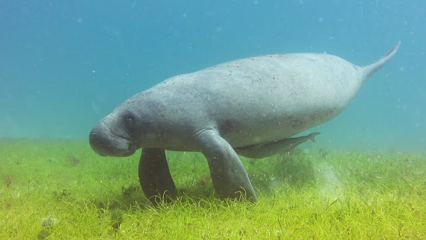 Manatee | Project Noah