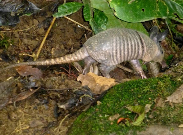 Nine-banded armadillo | Project Noah